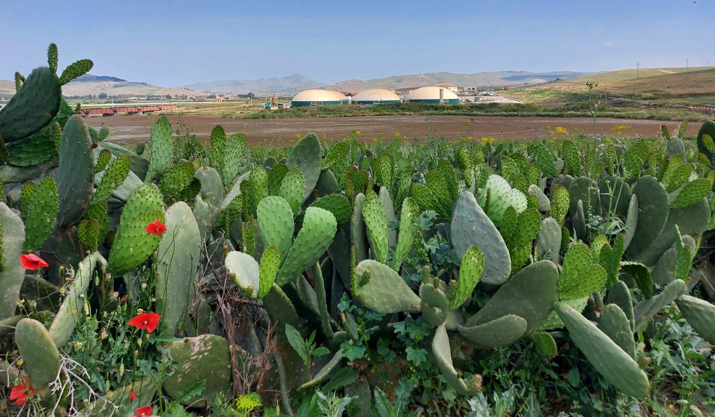 Nutrienti sostenibili e innovativi per colture mediterranee, risultati ...